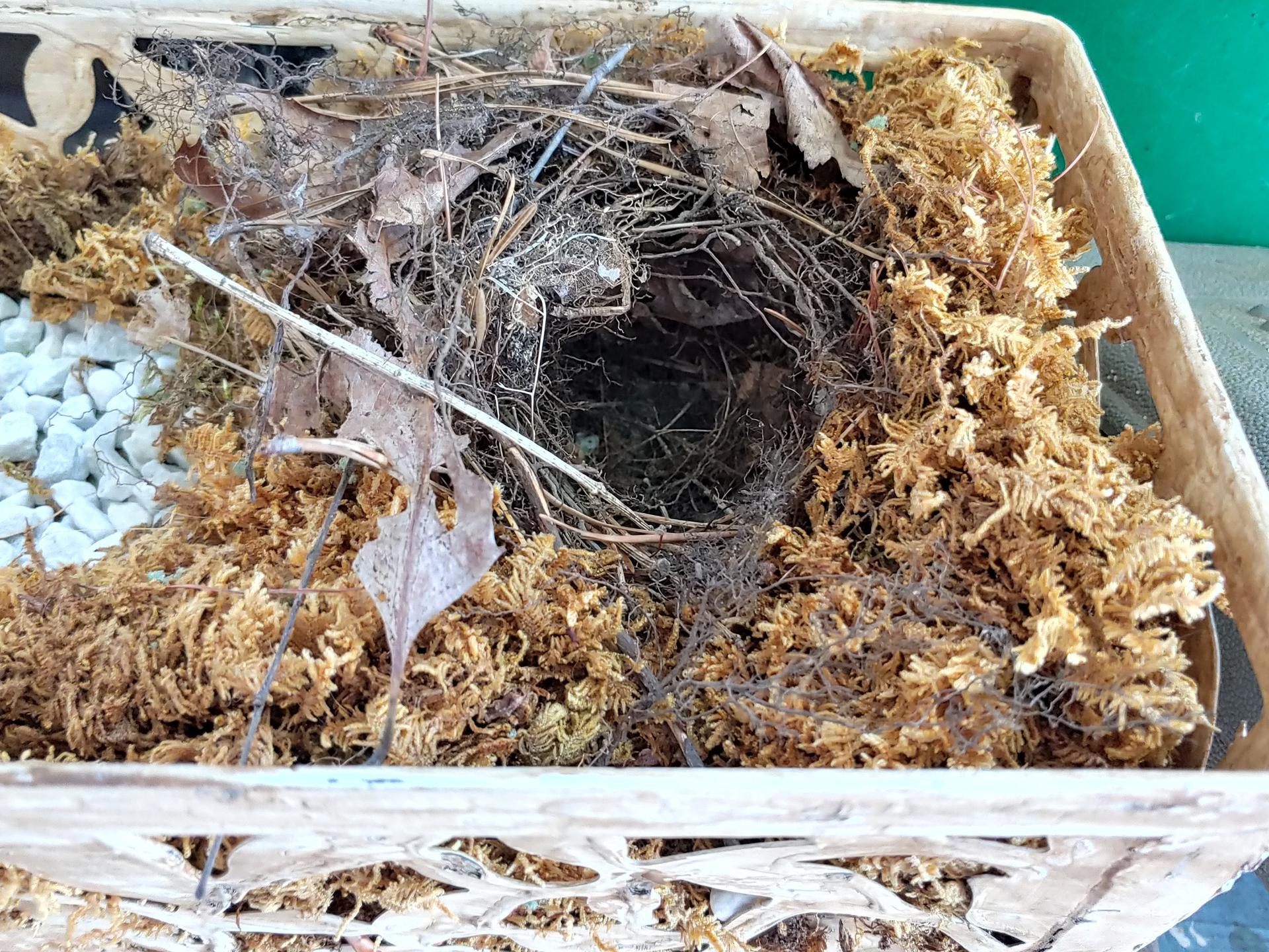 Marsh wren nest. Photos above and below by Jillian Glover